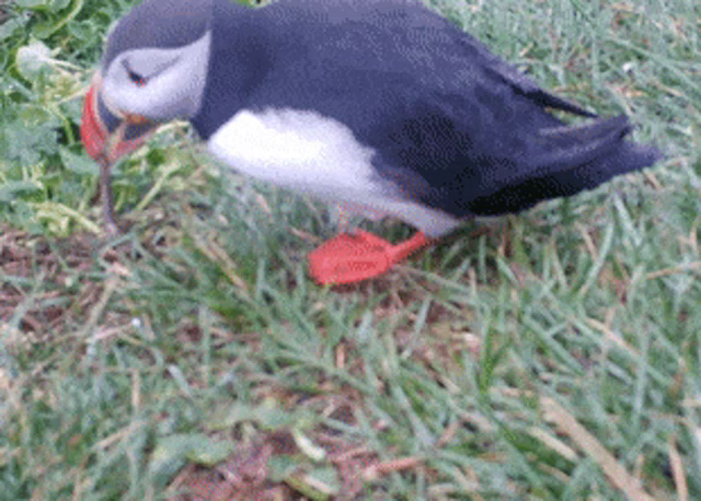 All he does is sit around my base and eat our food and doesn’t even ...