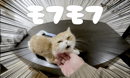 mew :3 - Stardust XR