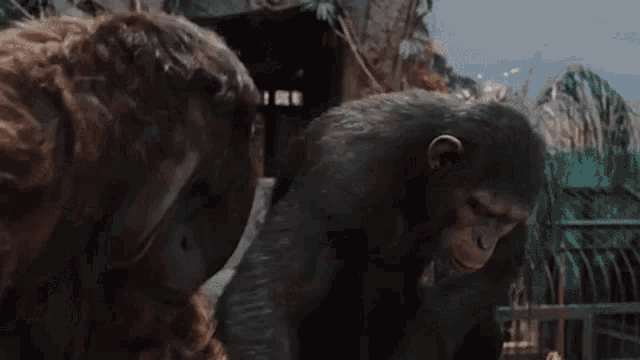 https://tenor.com/view/apes-together-always-weak-dawn-gif-18022934 ...