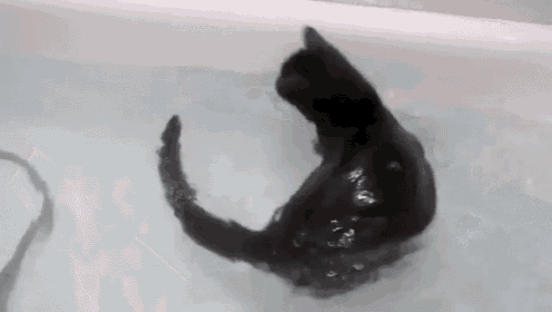 https://tenor.com/view/cats-swimming-bath-gif-3440255 - Sons Of | The ...
